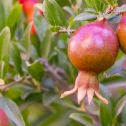 Grenadier à fruits / Punica granatum